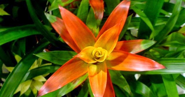 Bromelia