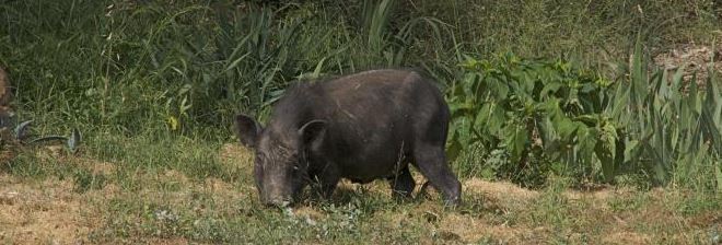 Aves de Extremadura: CERDO VIETNAMITA ASILVESTRADO EN EXTREMADURA