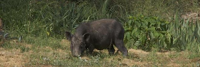 Aves de Extremadura: CERDO VIETNAMITA ASILVESTRADO EN EXTREMADURA