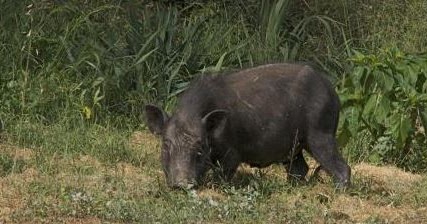 Aves de Extremadura: CERDO VIETNAMITA ASILVESTRADO EN EXTREMADURA