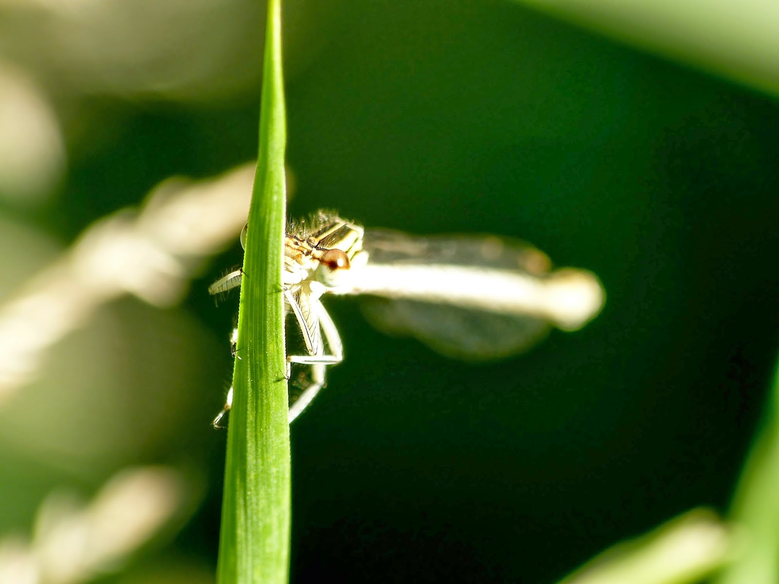 Photos d'insectes: Les Odonates (Libellules et Demoiselles)