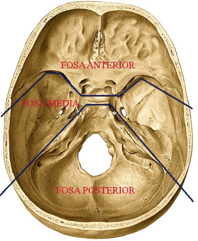 Fosas craneanas: Fosas craneanas