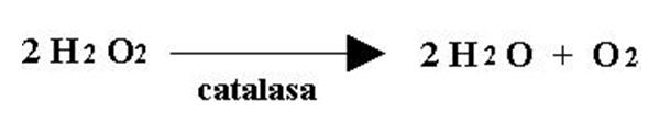 Las Proteinas: La Enzima de Catalasa