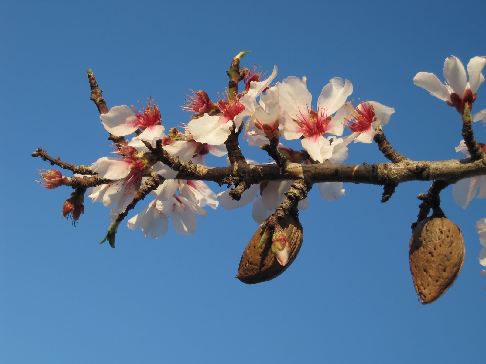 Ibiza Almond blossom