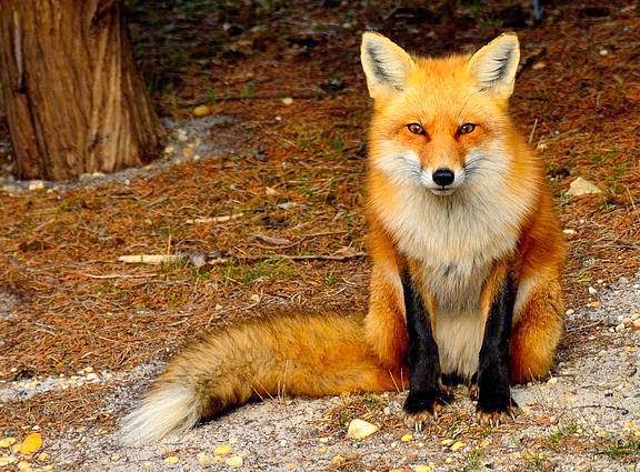 EGA DEVA: Facts of Red Fox