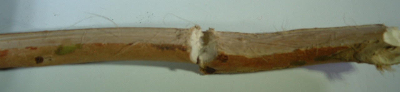 A Woodsrunner's Diary: Primitive Skills. The Figure 4 Trigger & the ...