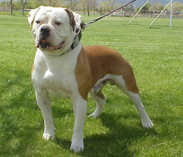 Dog Breed: American Bulldogs