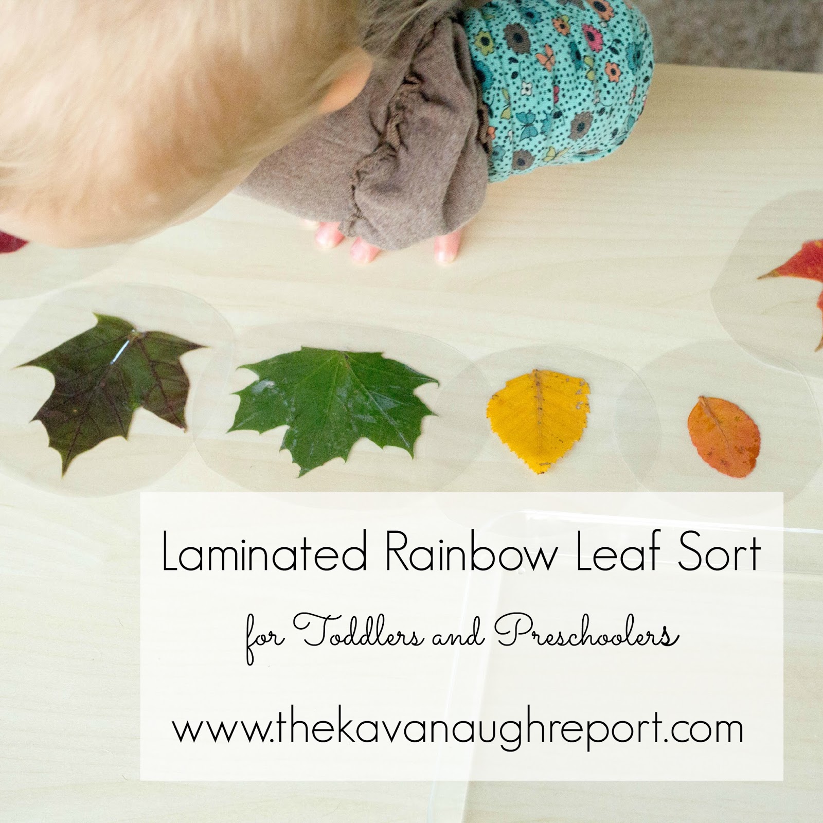 Laminated Rainbow Leaf Sort for Toddlers and Preschoolers
