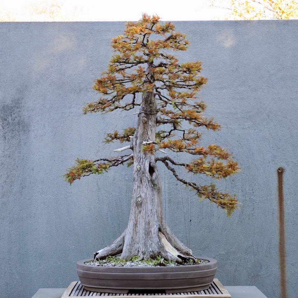 Asociacion Valenciana de Bonsai: National Bonsai & Penjing Museum ...