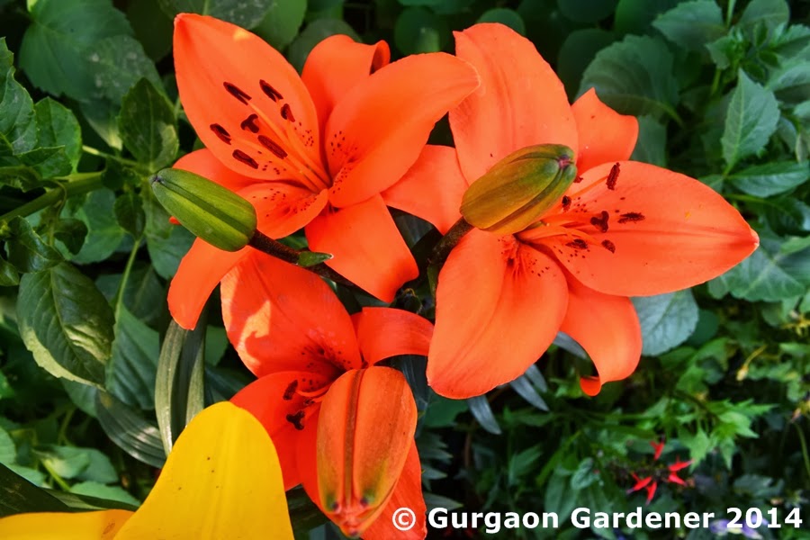 Gurgaon Gardener: Asiatic lily, Asiatic hybrid lily