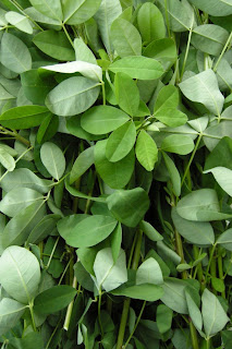 Caoba Farms - Organic Farming in Antigua Guatemala: Our Products