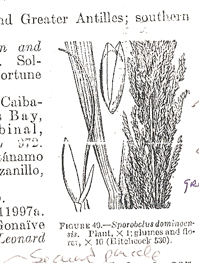 PLANT FAMILIES OF PUERTO RICO AND FLORIDA PAPO VIVES: POACEAE SPIKELET ...