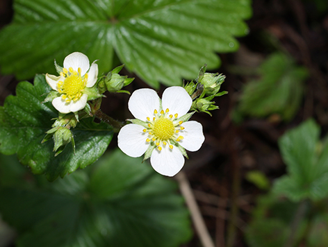 FRAMBUESAS EN EL HUERTO O EN EL JARDÍN