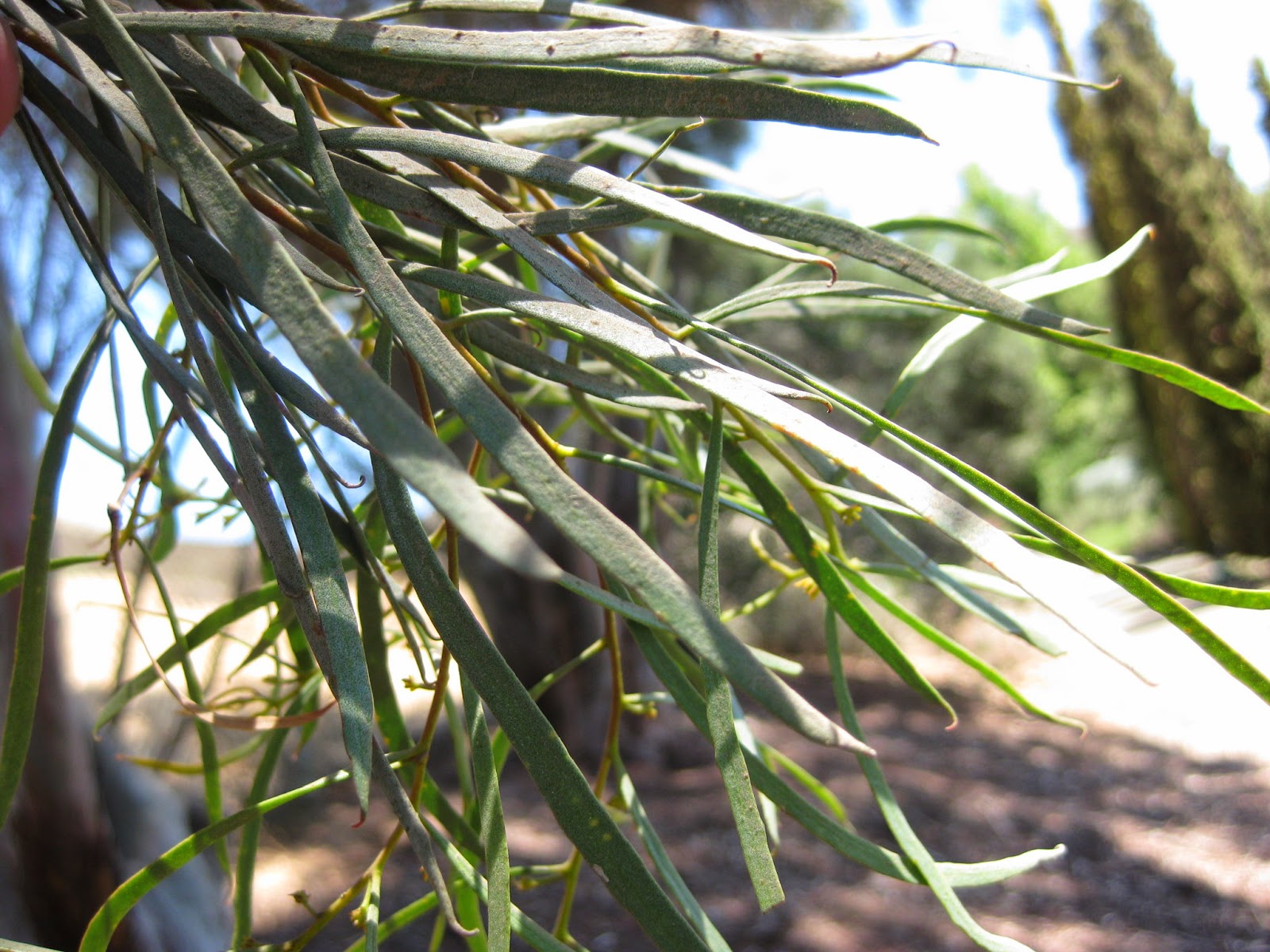 Trees of Santa Cruz County: Eucalyptus spathulata - Swamp Mallee