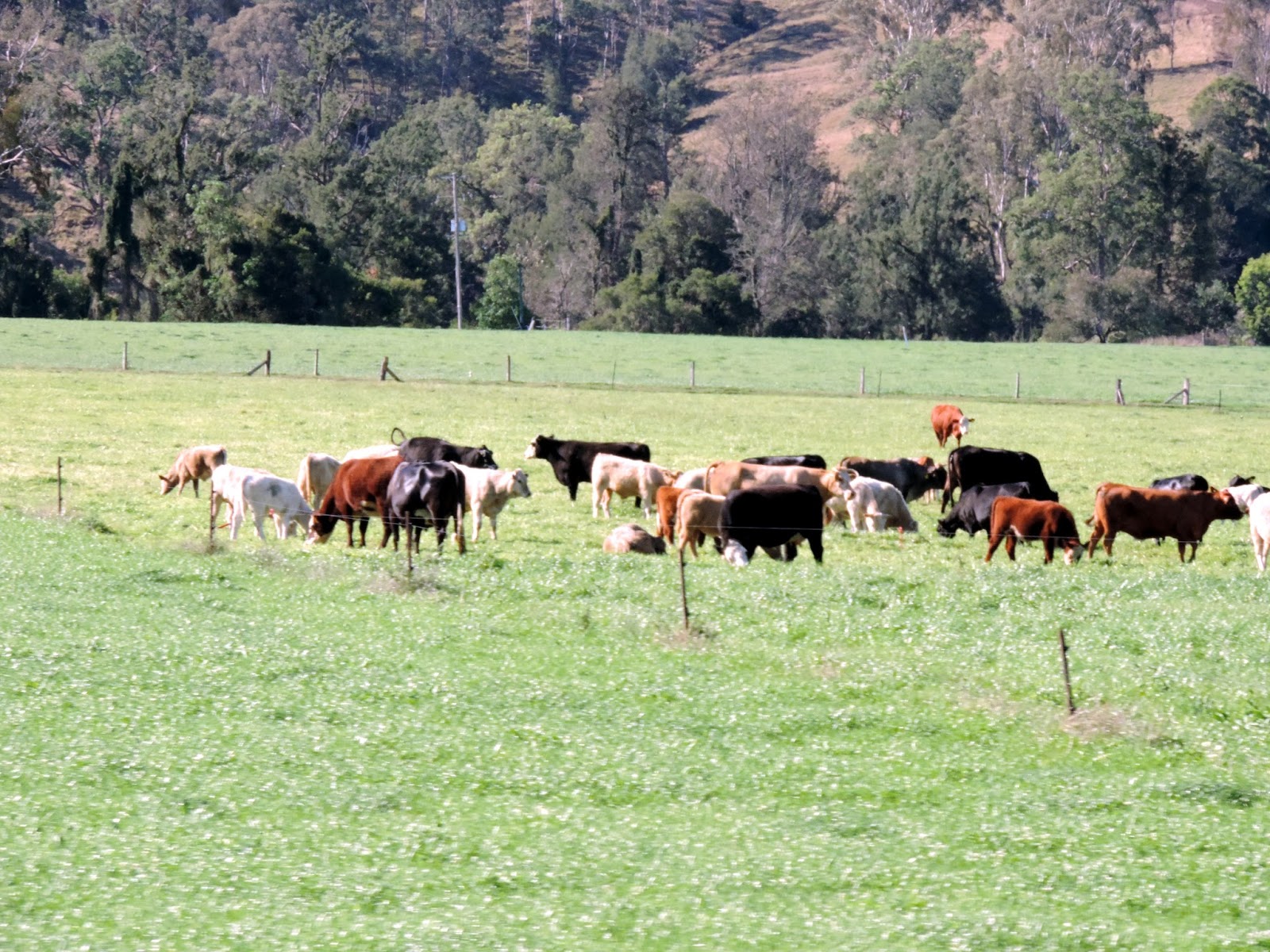 Des & Bev's 4th big lap of Australia 2015: To Kyogle NSW
