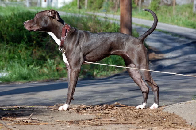 APBT Gallery