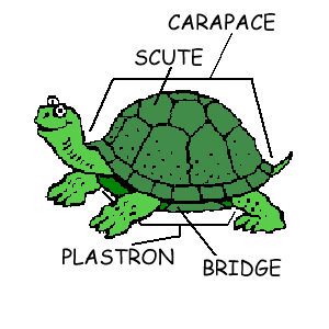 Elementary Physical Education: Lab 5 - A Spectrum of Ball Handling Skills