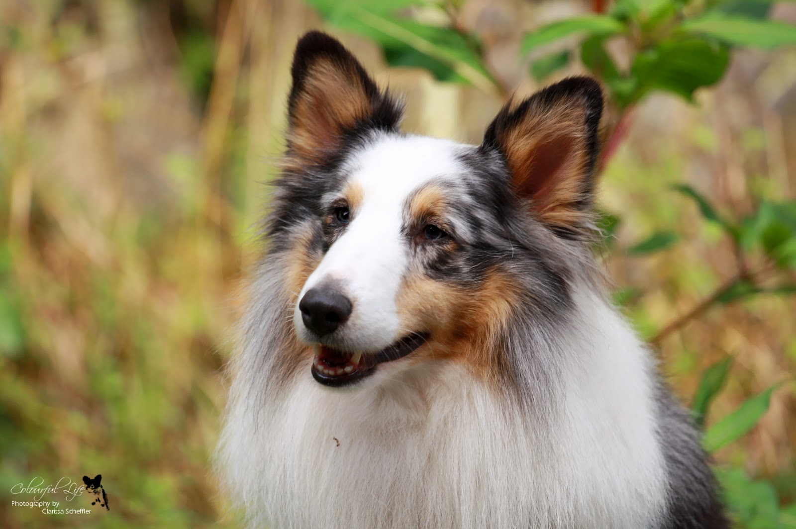 Pinselpfoten: 21.Fotoshooting mit Shelti Fjelli