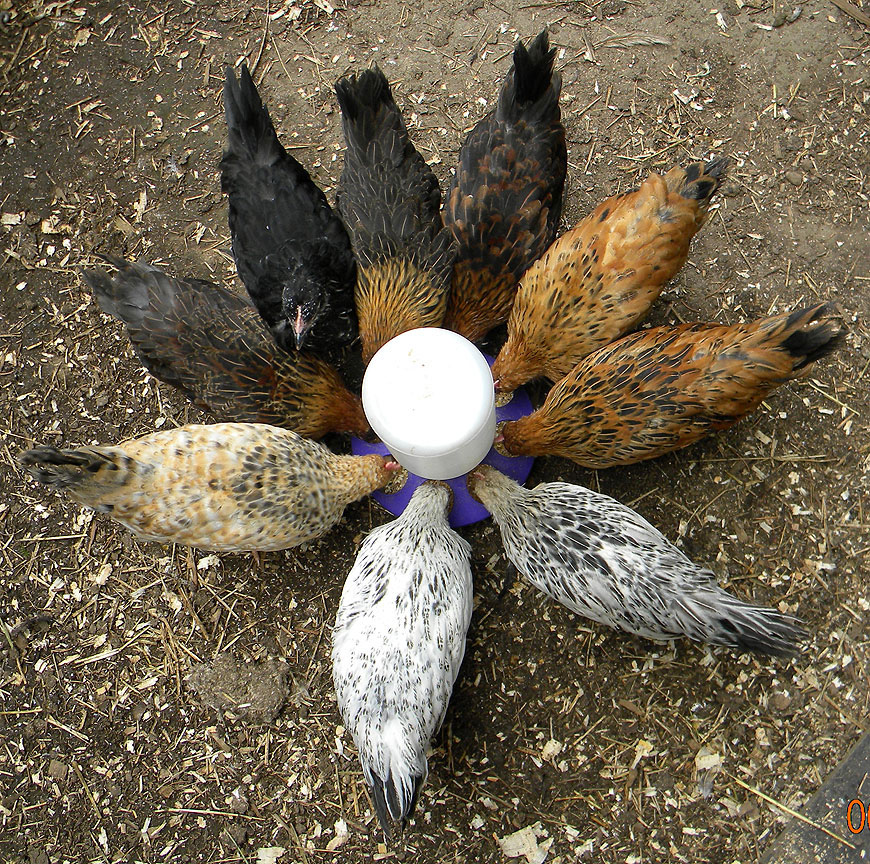 Viking Chickens in Canada