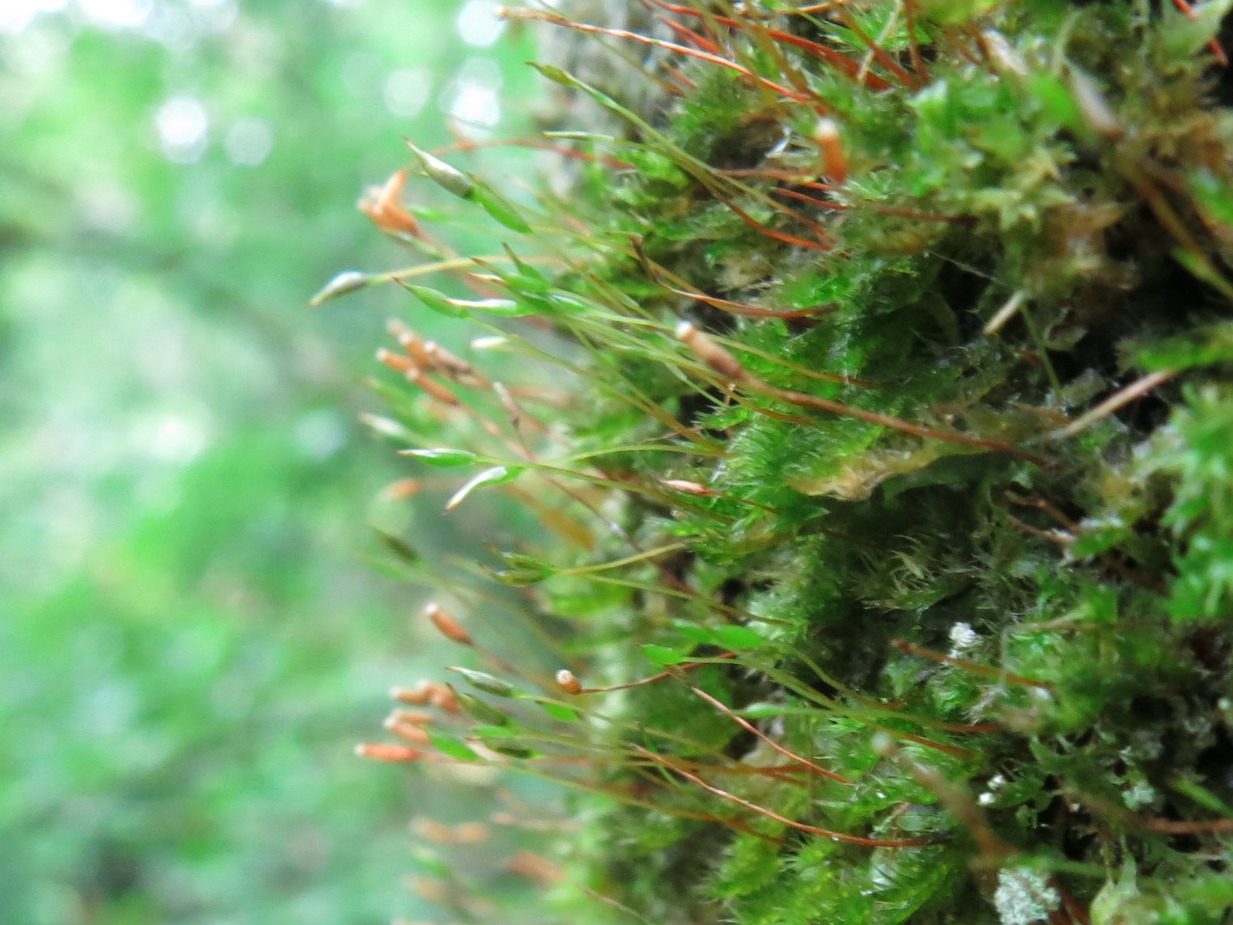 South Wales Bryophytes: Twitchable Pylaisia