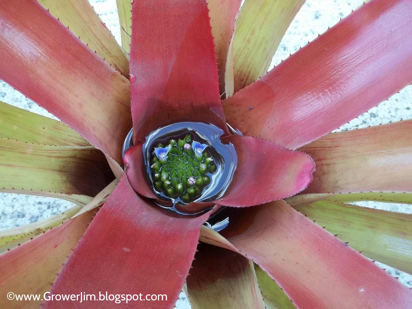 Garden Adventures: Neoregelia 'Yellow Devil'