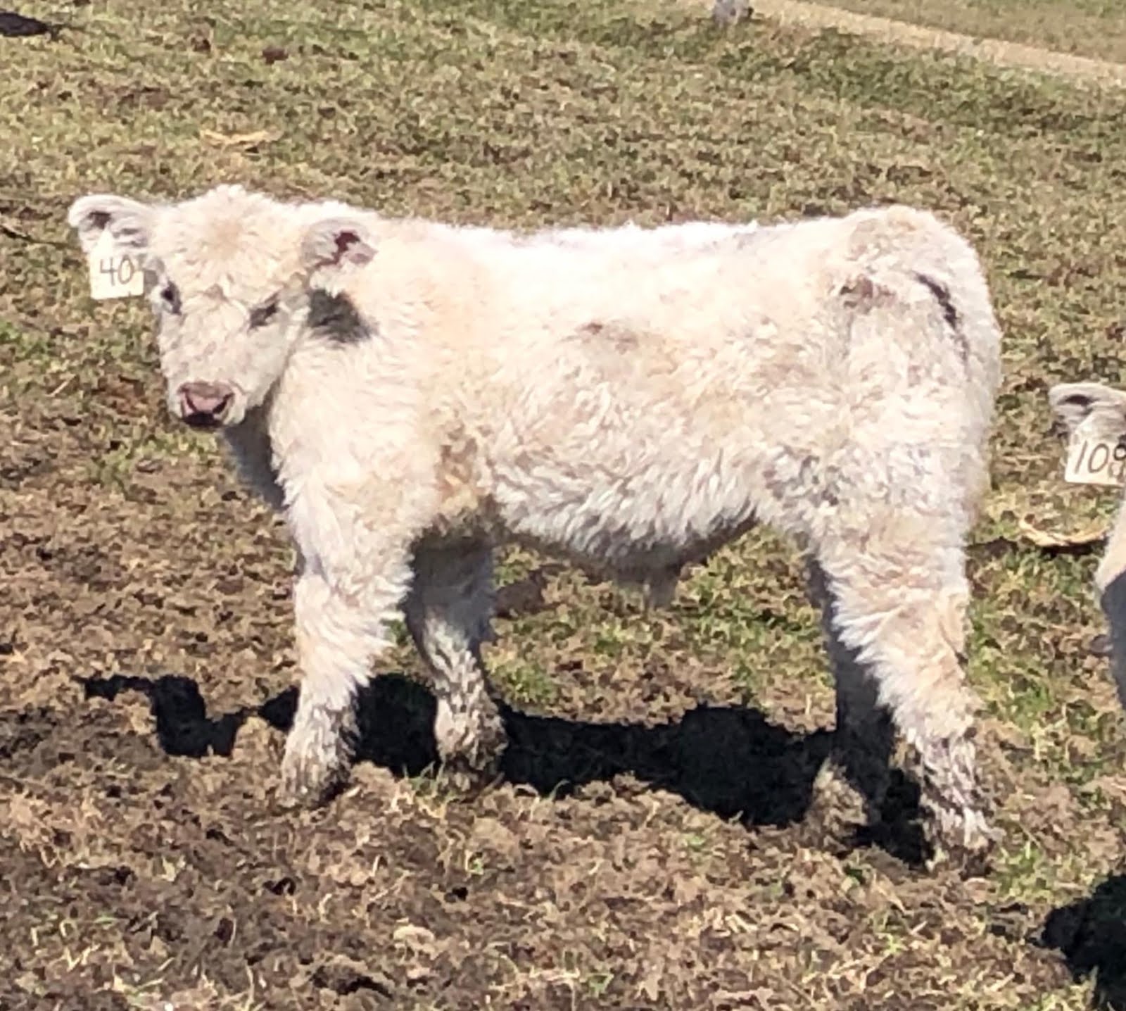 MITTAG Blog: Calf Pictures