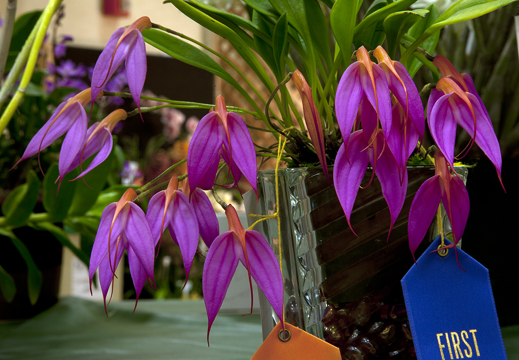 Masdevallia rosea care and culture | Travaldo's blog