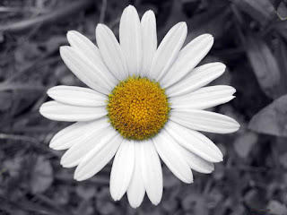 Hoogasian Flowers: April Birth Month Flower is Daisy