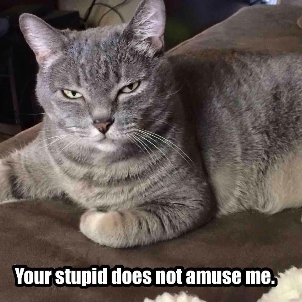 New cat memes compilation 2018