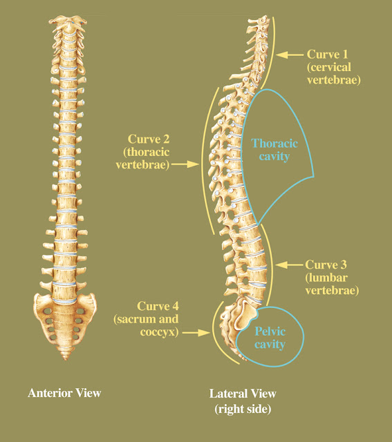 Human Anatomy for the Artist: The Vertebral Column: Have Some Backbone