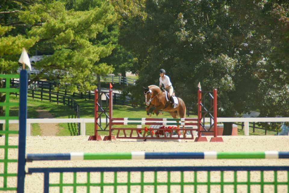 Cob Jockey: Jump Start HT: Show Jumping
