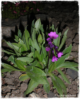 Sunnmørshagen min: Kjøkkenhagesådd og blomstring ♥