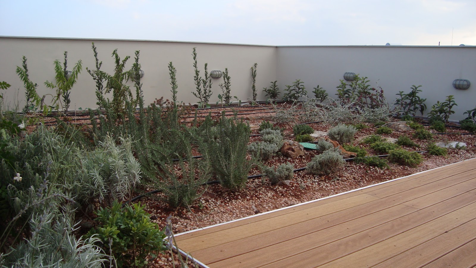 ΤΑΡΑΤΣΟΚΗΠΟΣ...Ο ΚΗΠΟΣ ΤΩΝ ΠΟΛΕΩΝ: Ένας κήπος με λαχανικά και αρωματικά ...