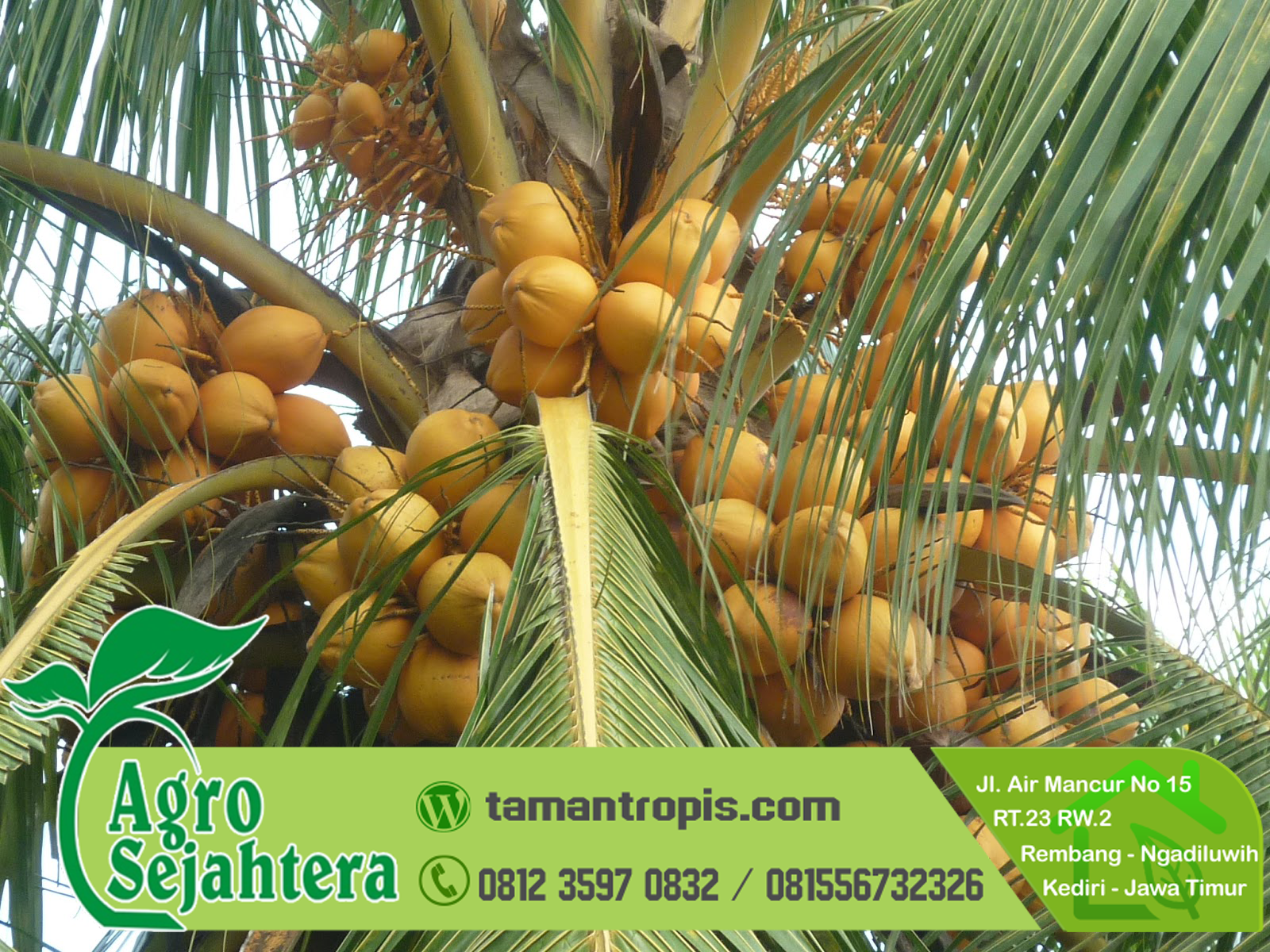 Kelapa Kopyor Kultur Jaringan - Perumperindo.co.id