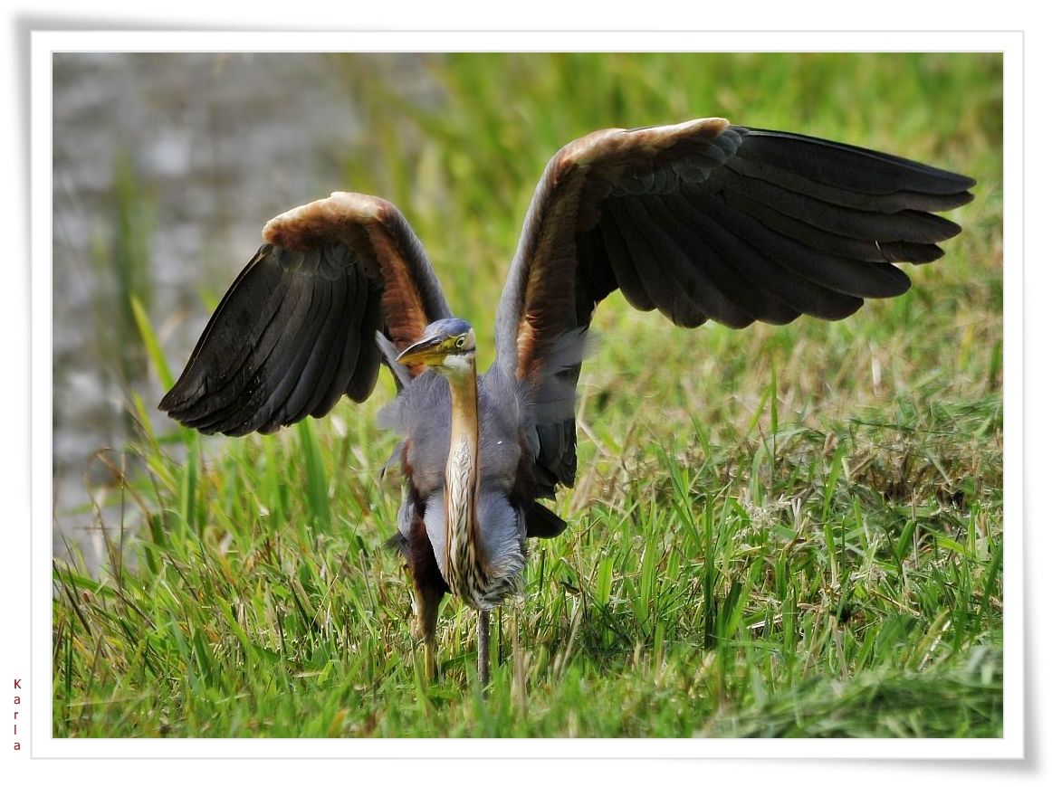 NATUURLIJK NEDERLAND: PURPER REIGER, POLDERS NEXT TOPMODEL