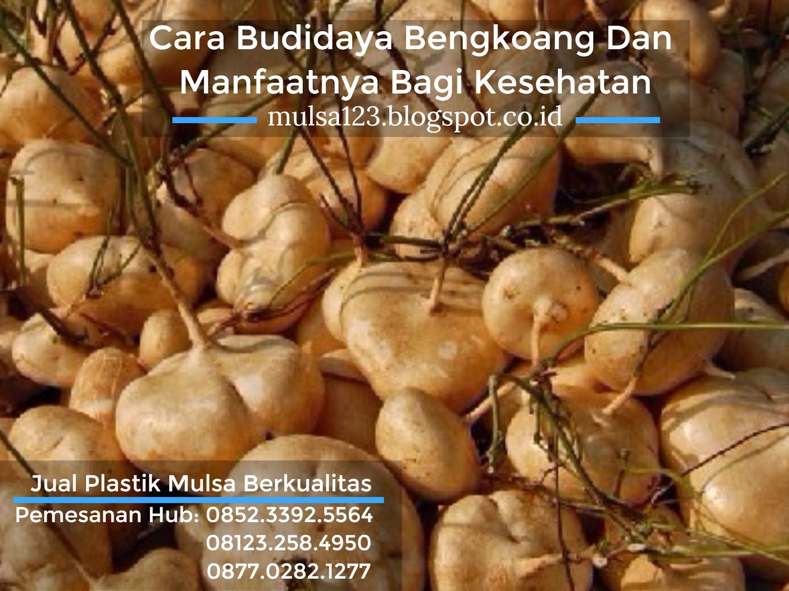 Cara Budidaya Bengkoang Dan Manfaatnya Bagi Kesehatan