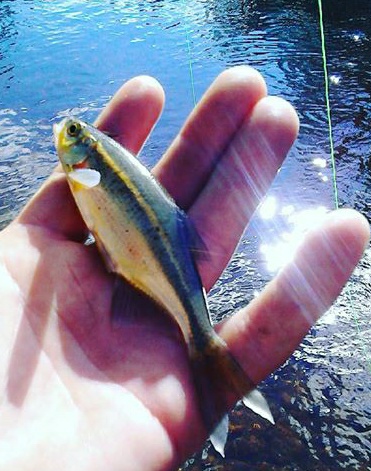 Fishing The Lower Mainland.: An Introduction.