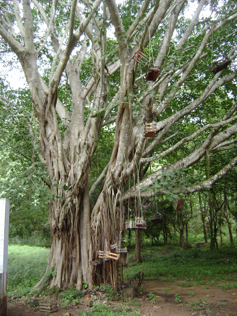 Tamilnadu Tourism: Kalikesam Forest & Waterfalls – Banyan Tree