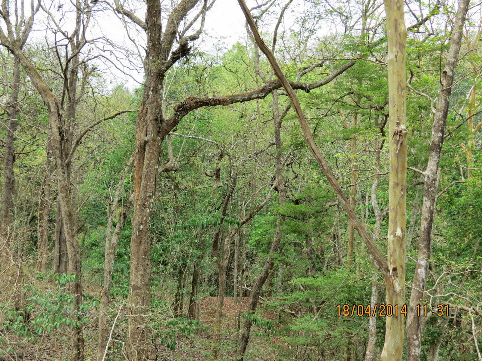 Yatra Tatra Sarvatra .......Trips of Alok: Dandeli Anshi Tiger Reserve