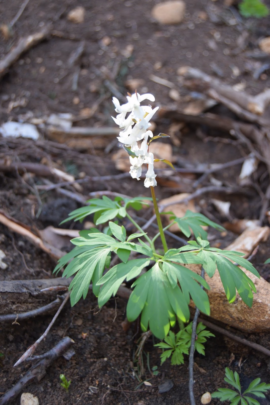 Frumusetile naturii: Brebenel (Corydalis capnoides)