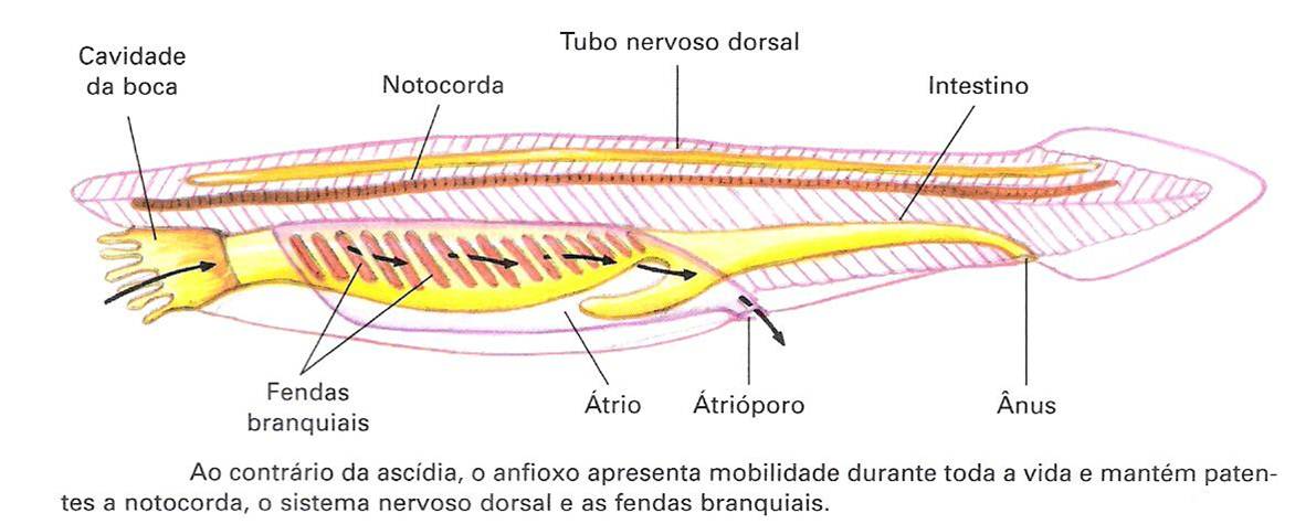 Bloggiologia: Cordados - Urocordados e Cefalocordados