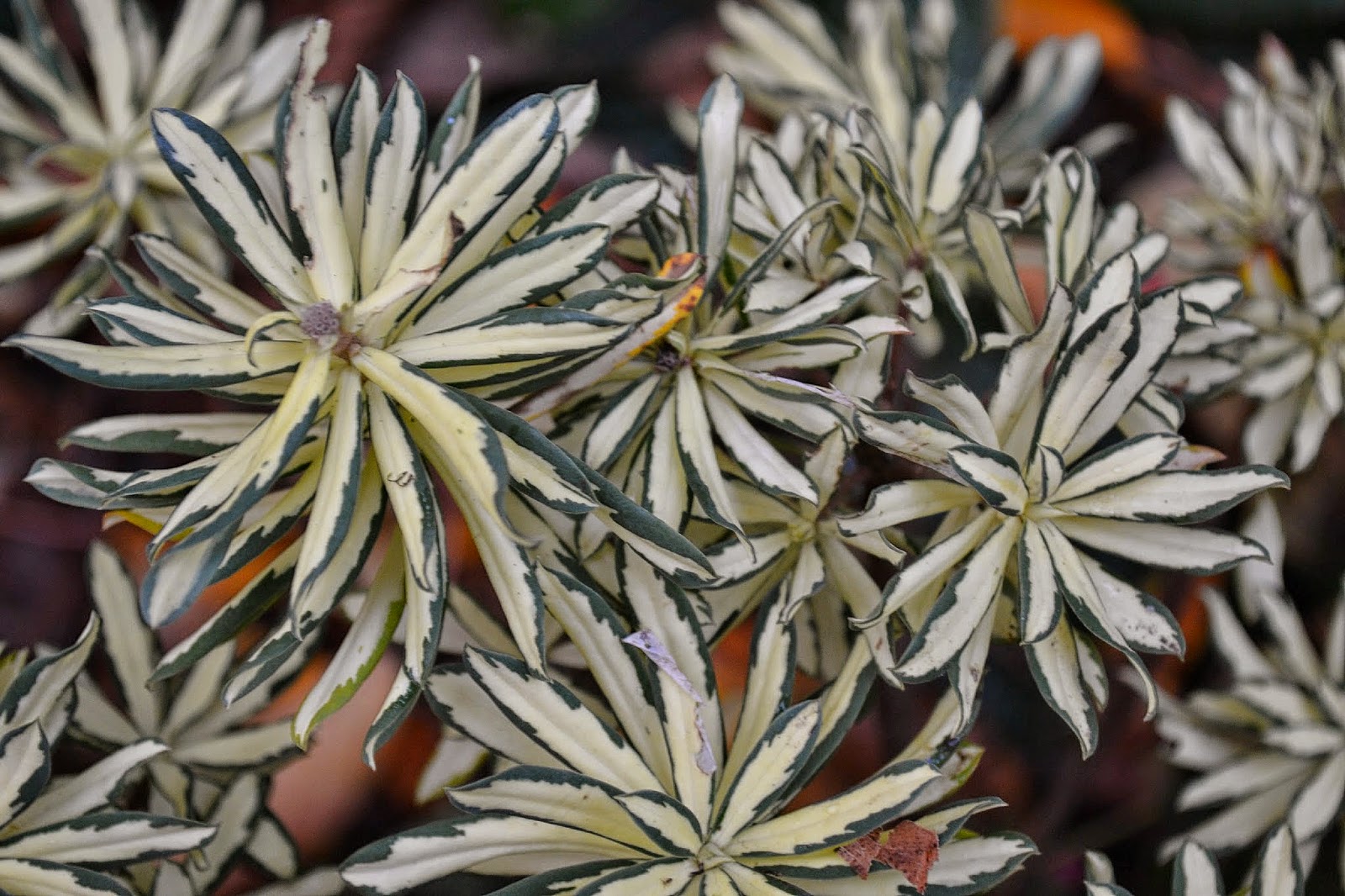 The Outlaw Gardener: Daphne x burkwoodii 'Briggs Moonlight' is My ...