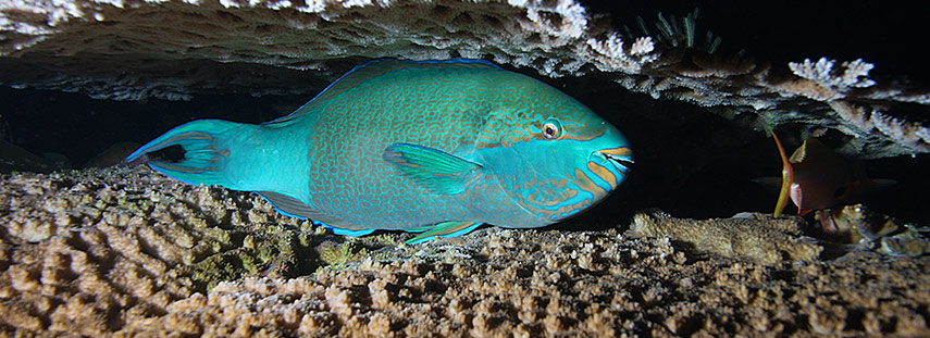 Scuba Diving Phuket - Similan Islands - Phuket Thailand.: A Quick Guide ...