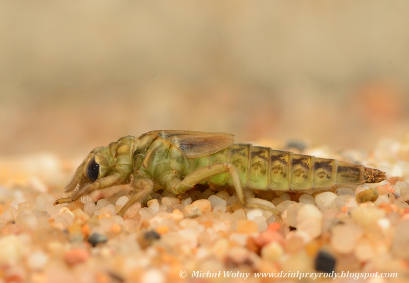 Libellules de France et dAilleurs - DRAGONFLY WORLD: The river clubtail ...