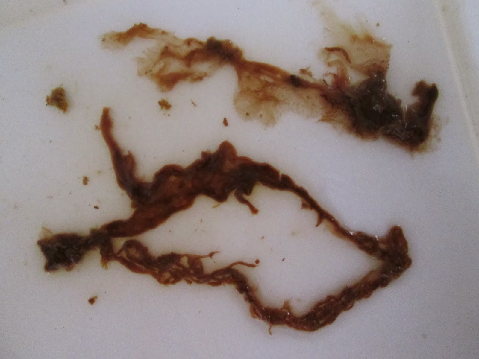 The Parasite Gallery: 2013