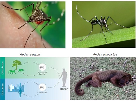 Febre Amarela : Humanos e PNH ( macacos) morrem diariamente, o surto se ...