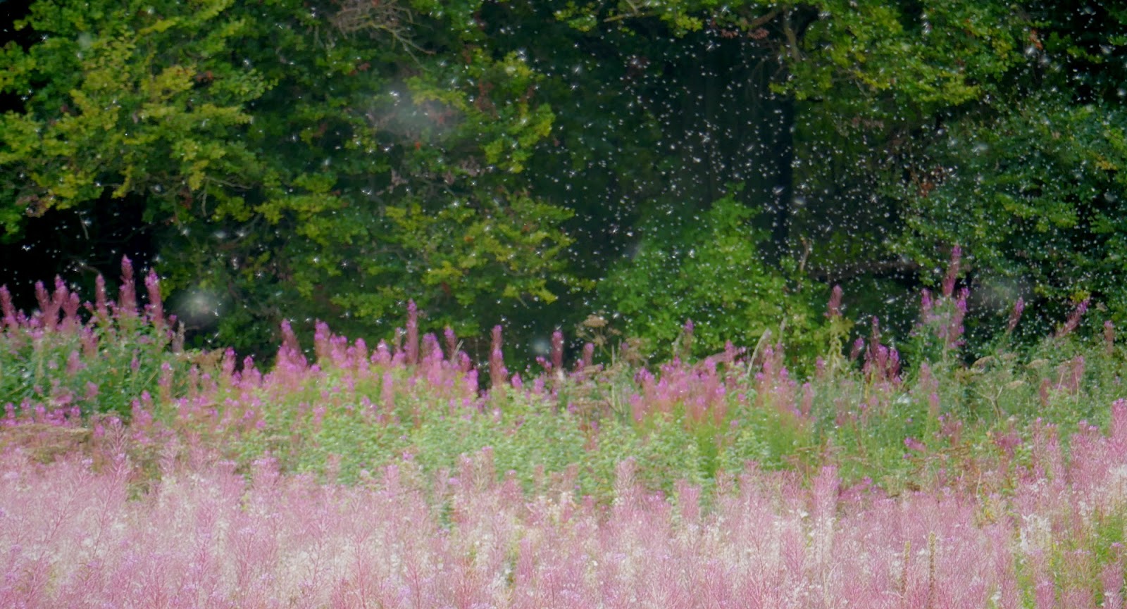 best part of the day: monkey magic