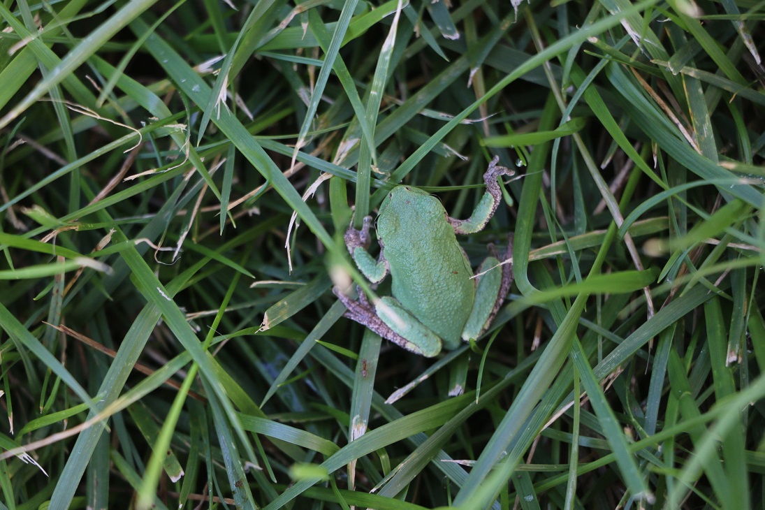 Michigan Exposures: A Cope's Gray Tree Frog