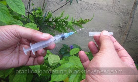 Practical Gardening: Easy Compound Marcotting or Air-Layering for Quick ...