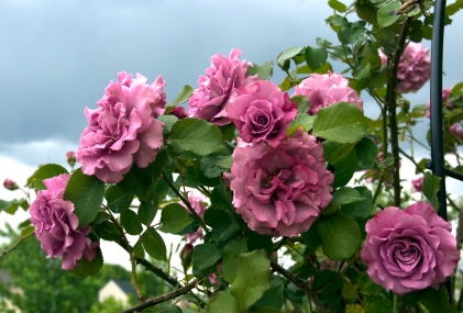 Field Notes: Pruning Cane Plants